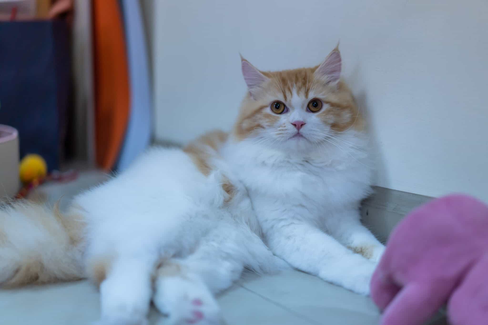 Persian Cat Colors: Rarest to Most Common - A-Z Animals