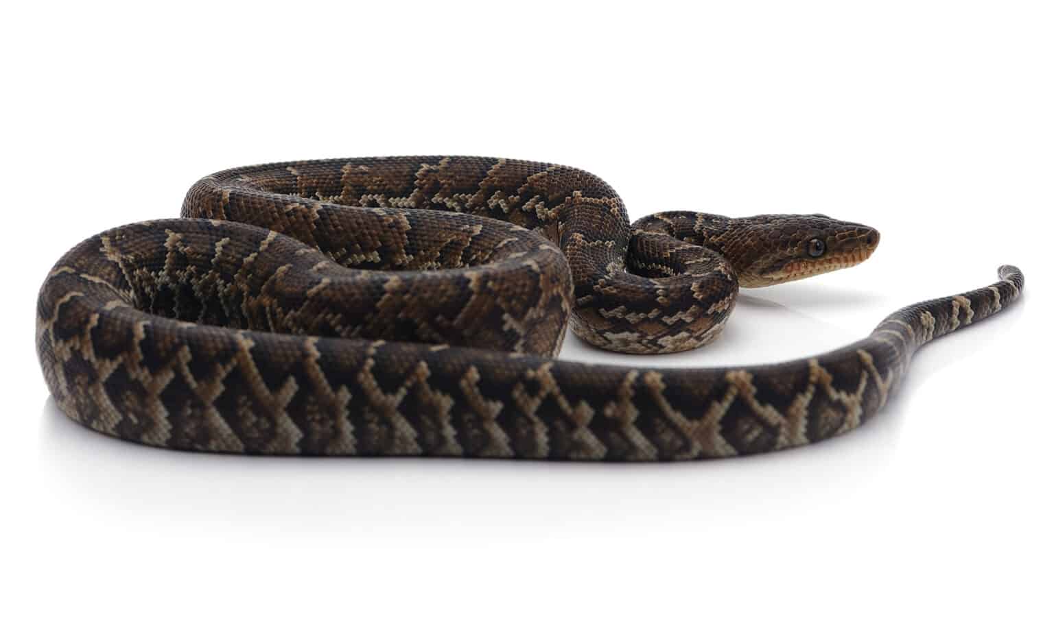 Cuban Boa Animal Facts - Chilabothrus angulifer - A-Z Animals