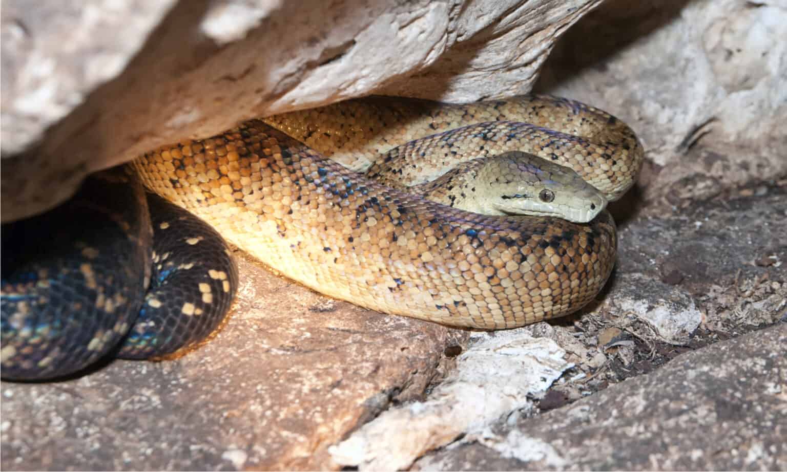 Jamaican Boa Animal Facts - Chilabothrus subflavus - A-Z Animals