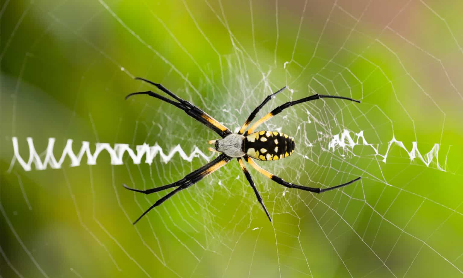 Artificial Intelligence Reveals How Spiders Build Their Webs - A-Z Animals