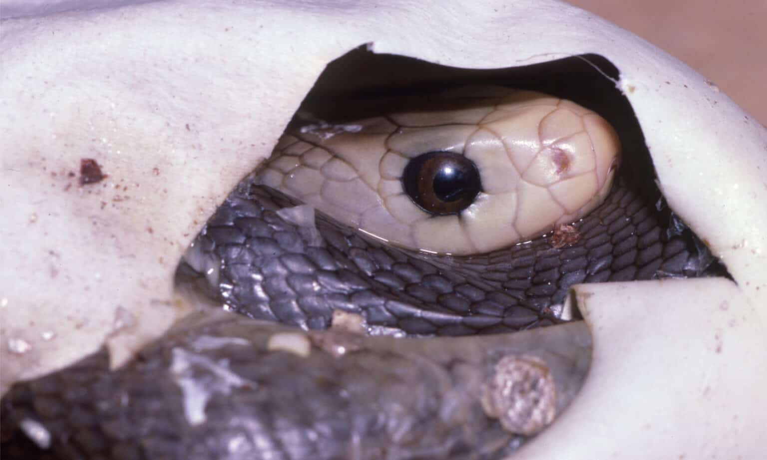 Taipan Animal Facts - Oxyuranus - A-Z Animals