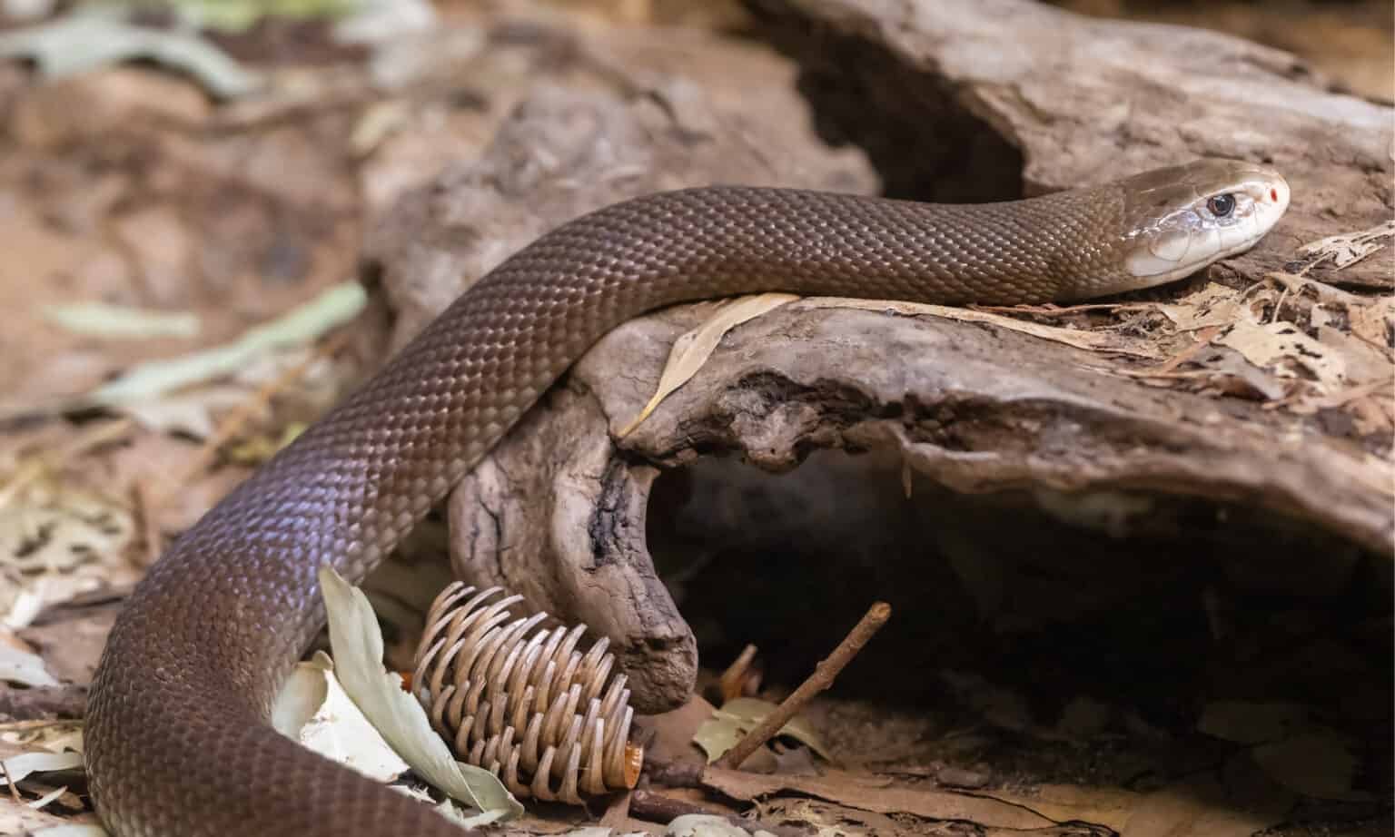 Coastal Taipan Animal Pictures | A-Z Animals