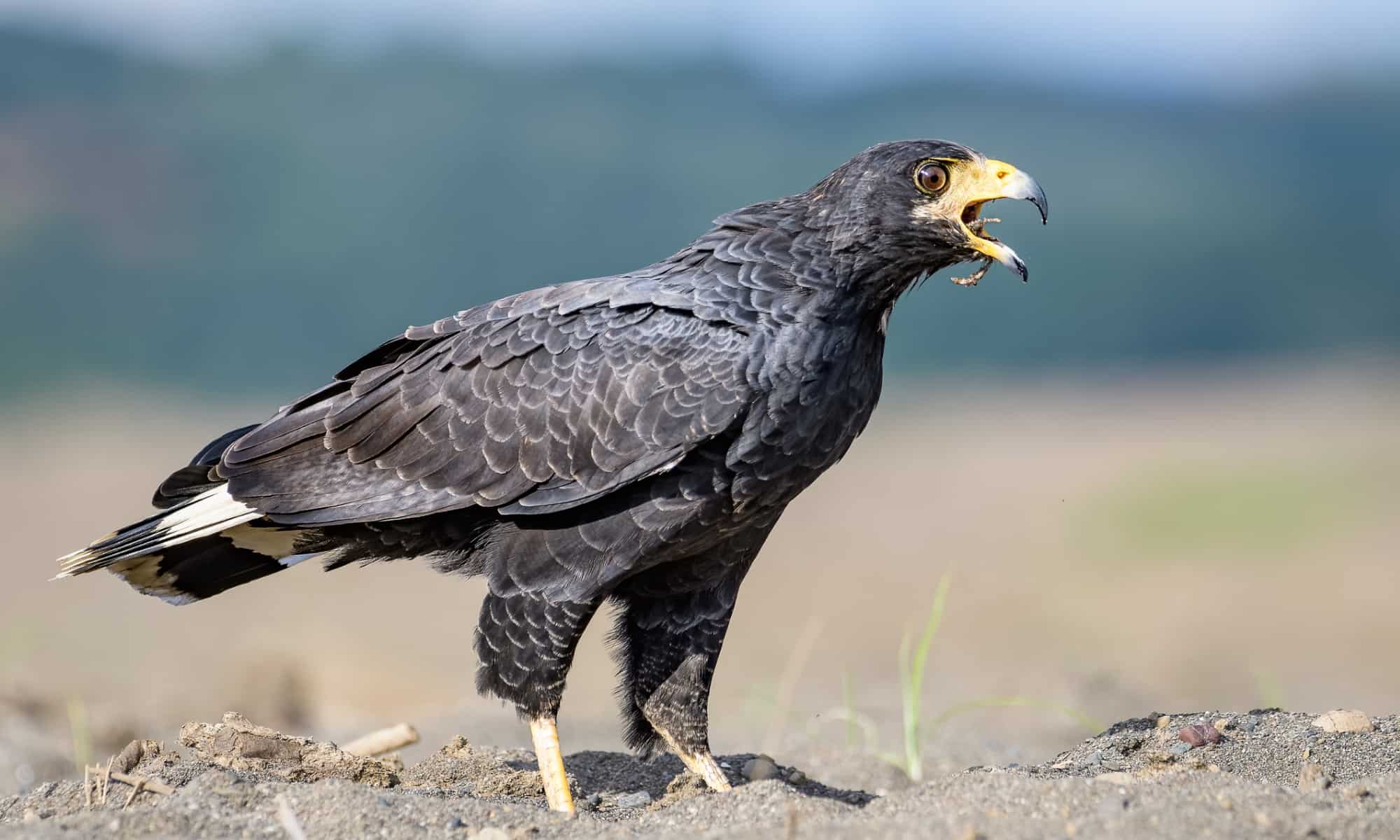 Ferret Animal Facts - Mustela furo - A-Z Animals