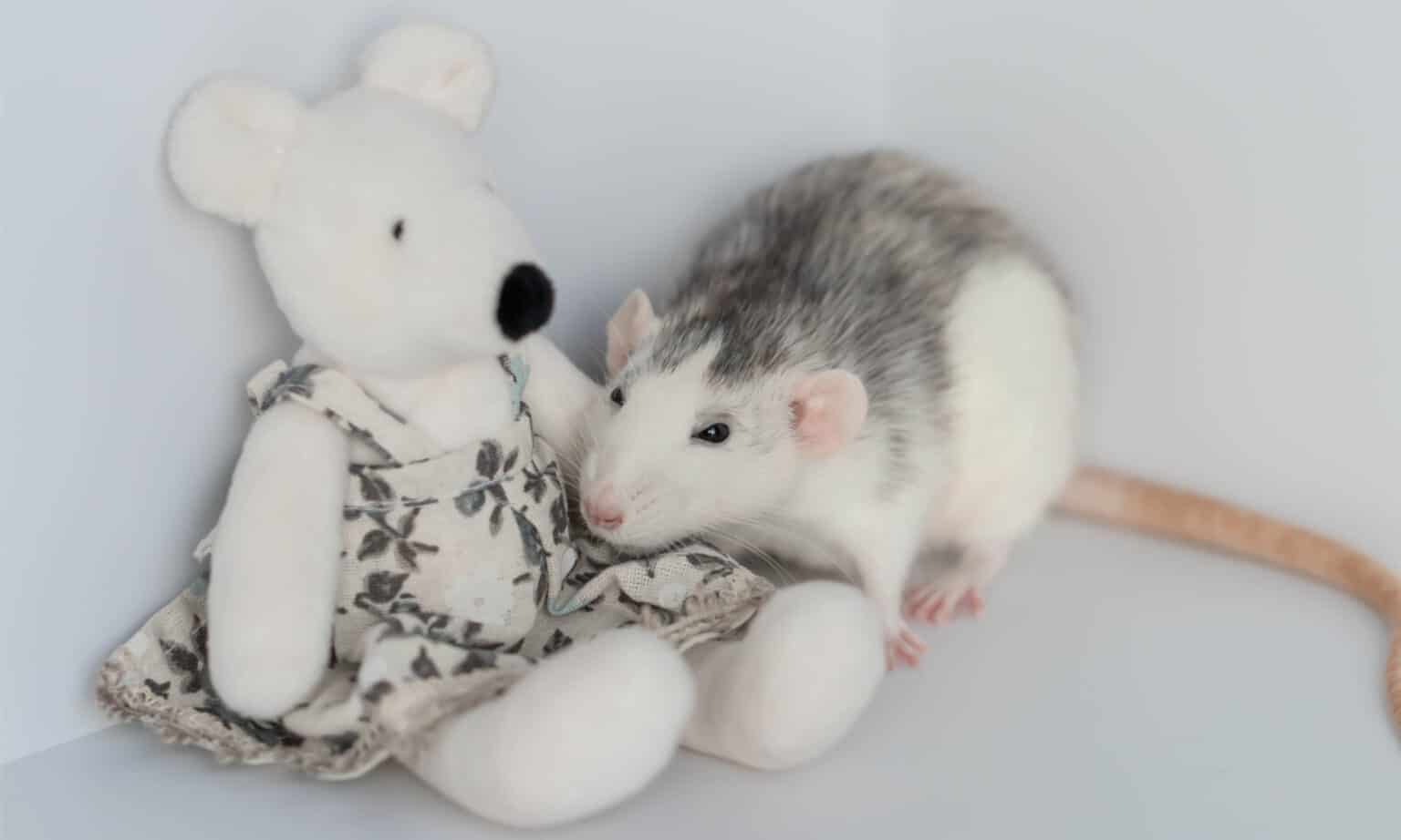 Do Rats Hibernate? - A-Z Animals