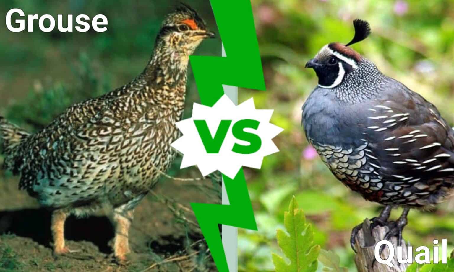 Quail Vs. Grouse: What Are 8 Key Differences? - AZ Animals
