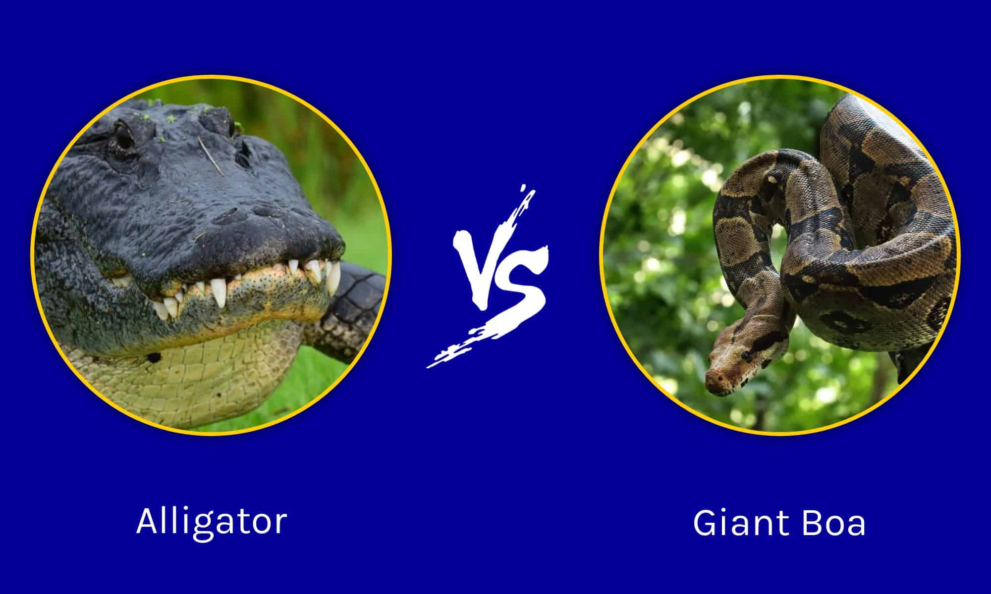 Alligator vs Giant Boa: Who Would Win in a Fight? - A-Z Animals