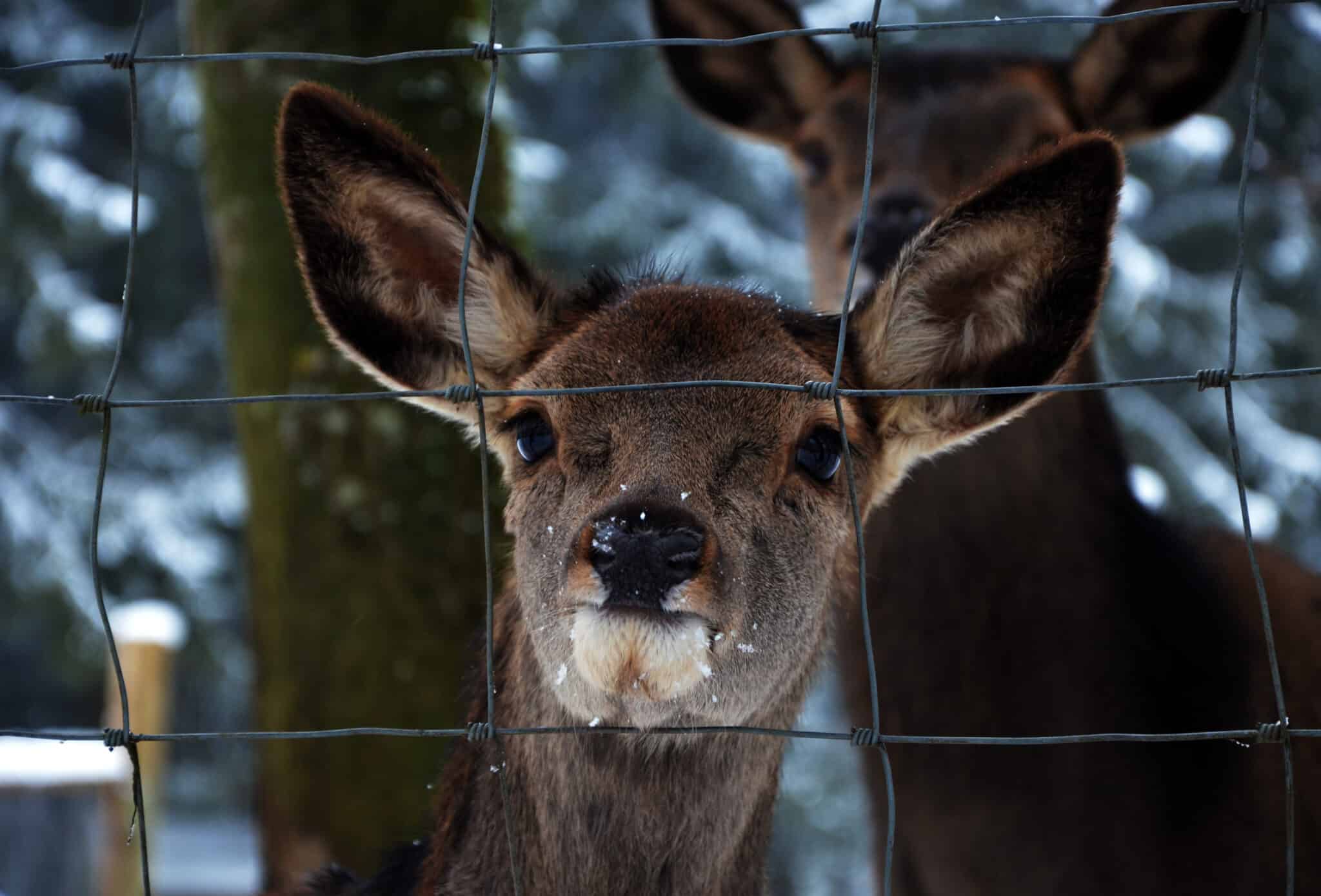 7 Best Ways to Keep Deer Out of Your Yard This Summer - IMP WORLD