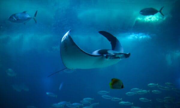 Manta Ray Fish Facts - A-Z Animals
