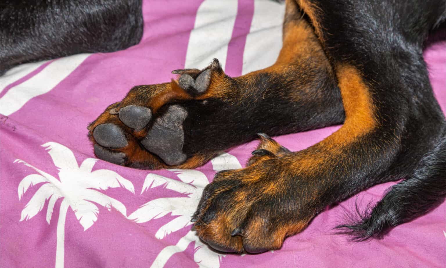 5 toes or 4 - how many should your dog really have?! - A-Z Animals