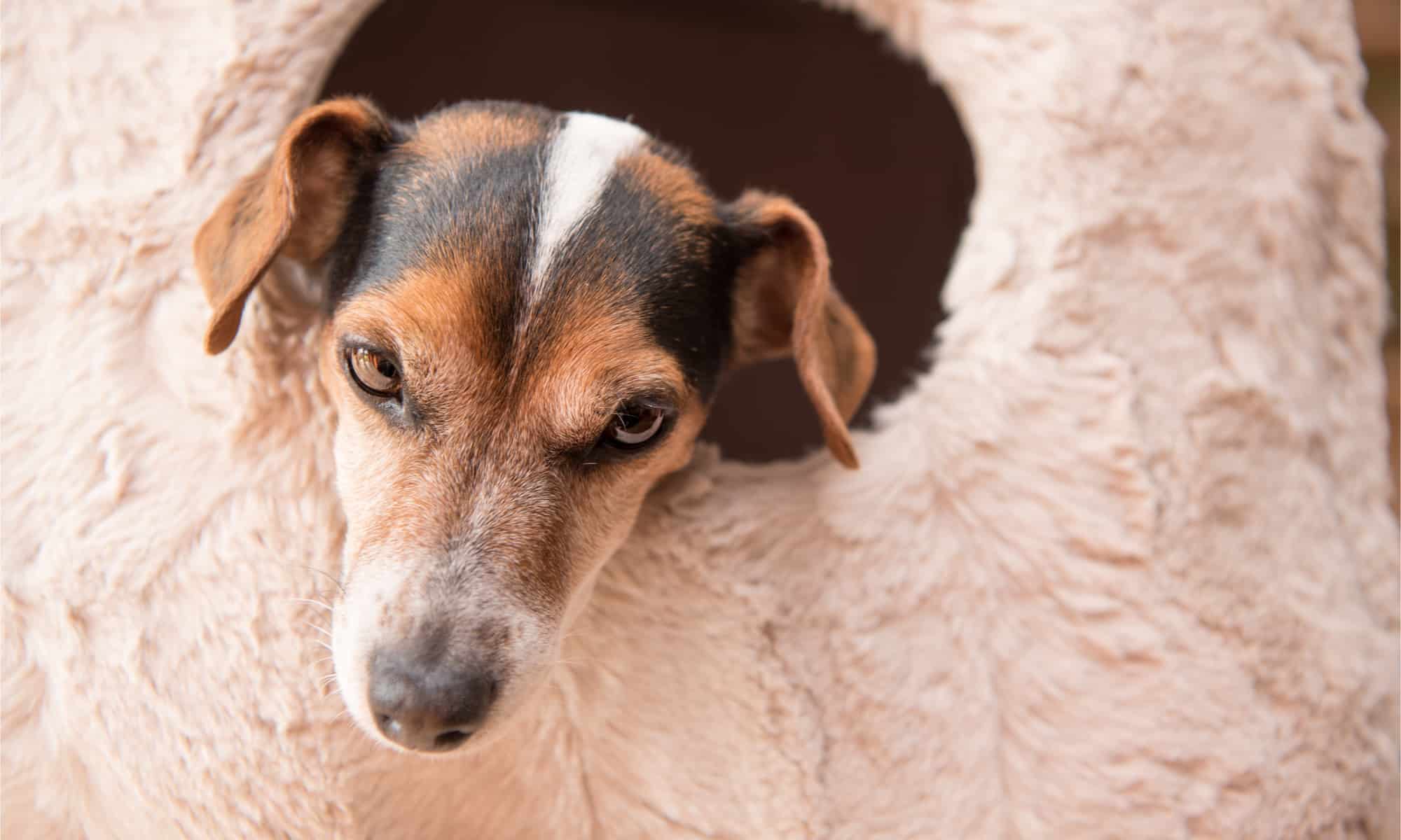 The Best Cozy Cave Dog Beds - A-Z Animals