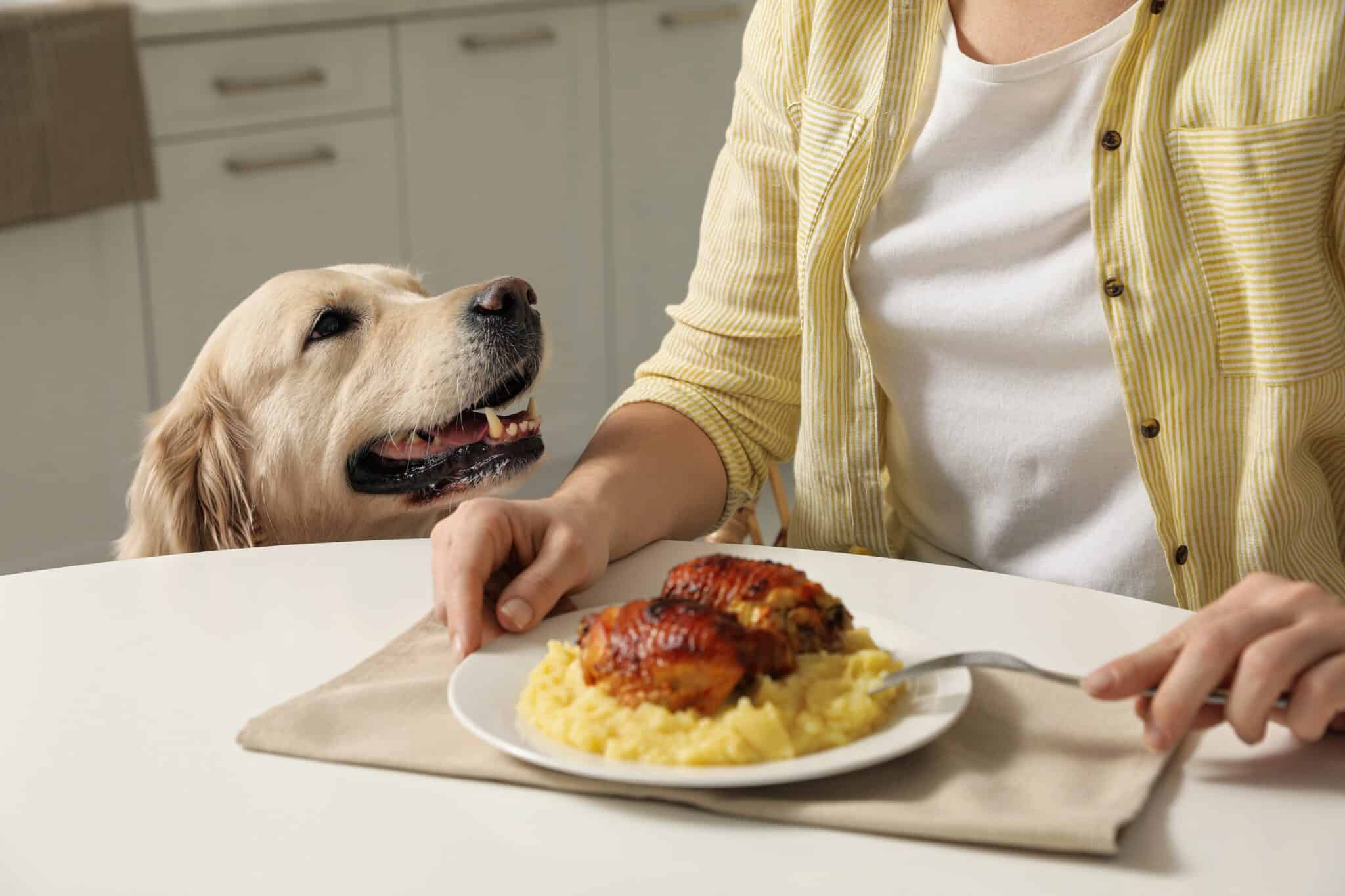 5 Reasons Dogs ‘Smile’ and What They’re Communicating - A-Z Animals