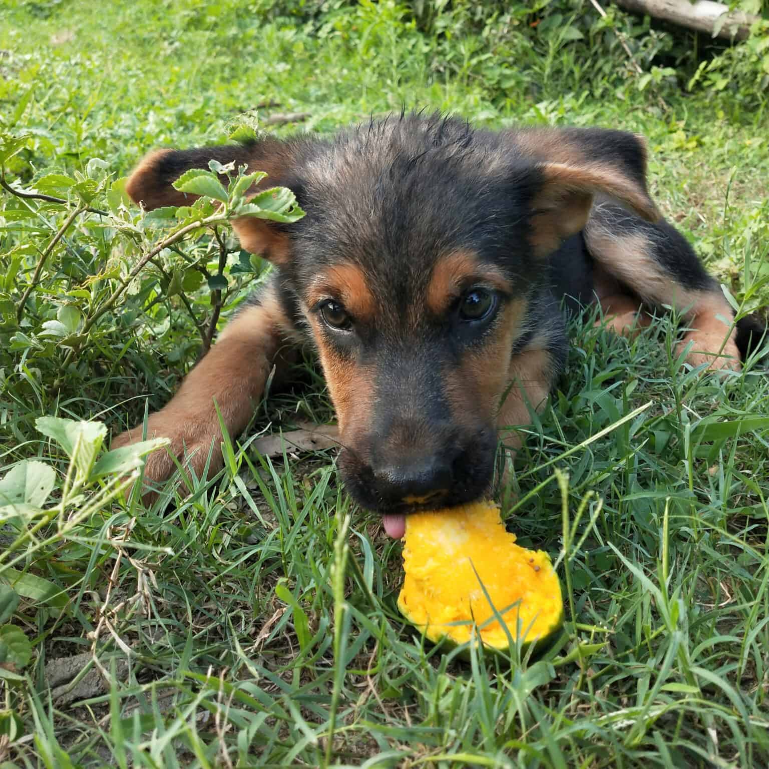 14 Fruit That Are Safe For Dogs To Eat - A-Z Animals