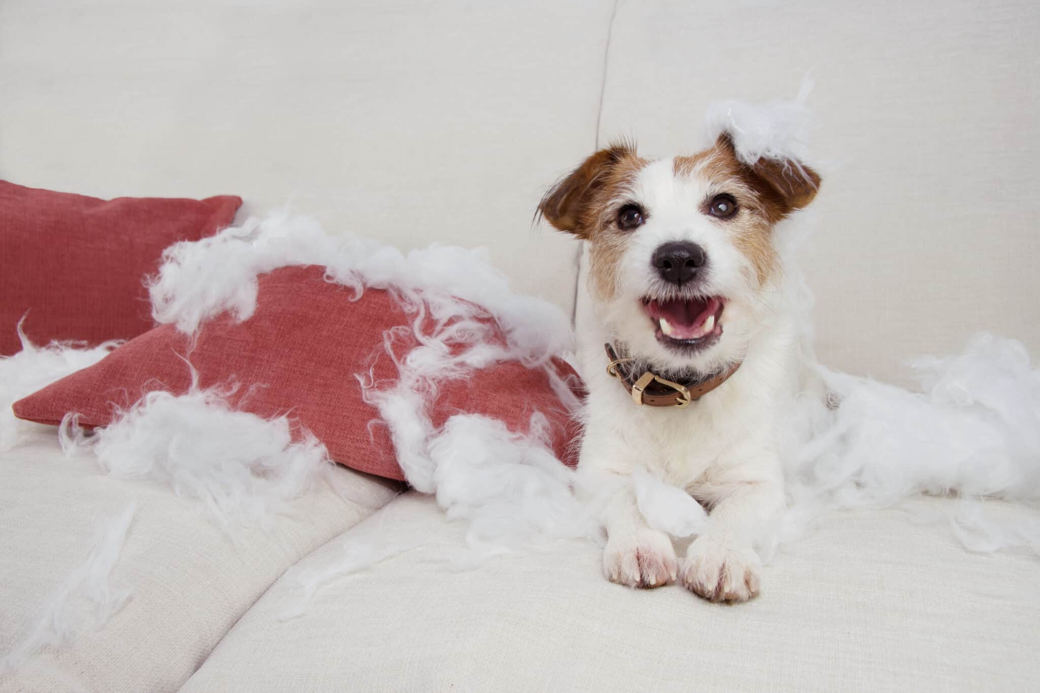 5 Reasons Dogs ‘Smile’ and What They’re Communicating - A-Z Animals