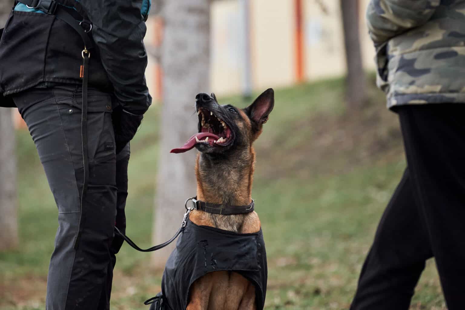 Belgian Malinois - The Perfect Guard Dog? - A-Z Animals Slideshows