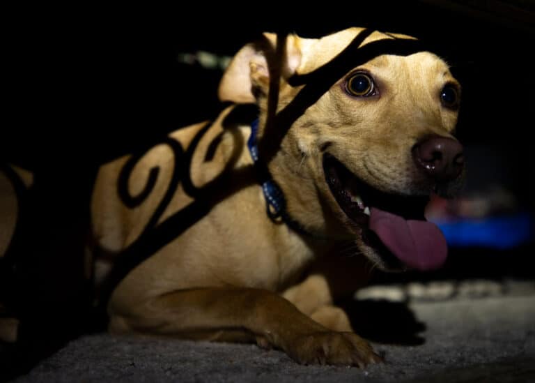Top 9 Reasons Why Dogs Put Their Ears Back, and What They're Saying - A ...