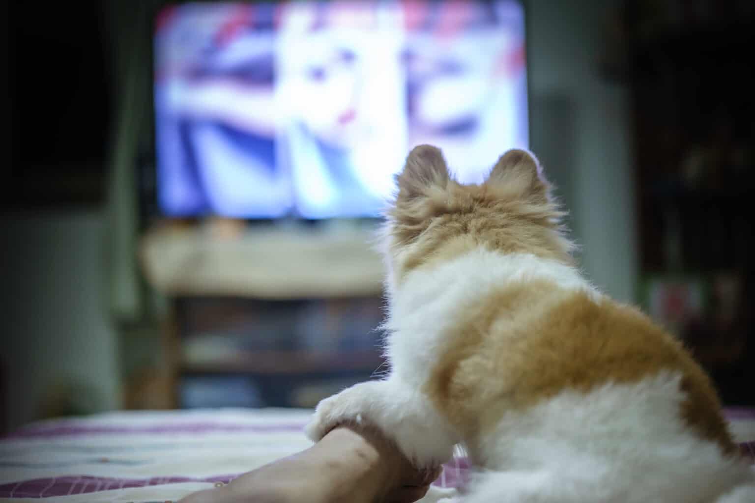 Why Some Dogs Love TV—and Others Ignore It - A-Z Animals