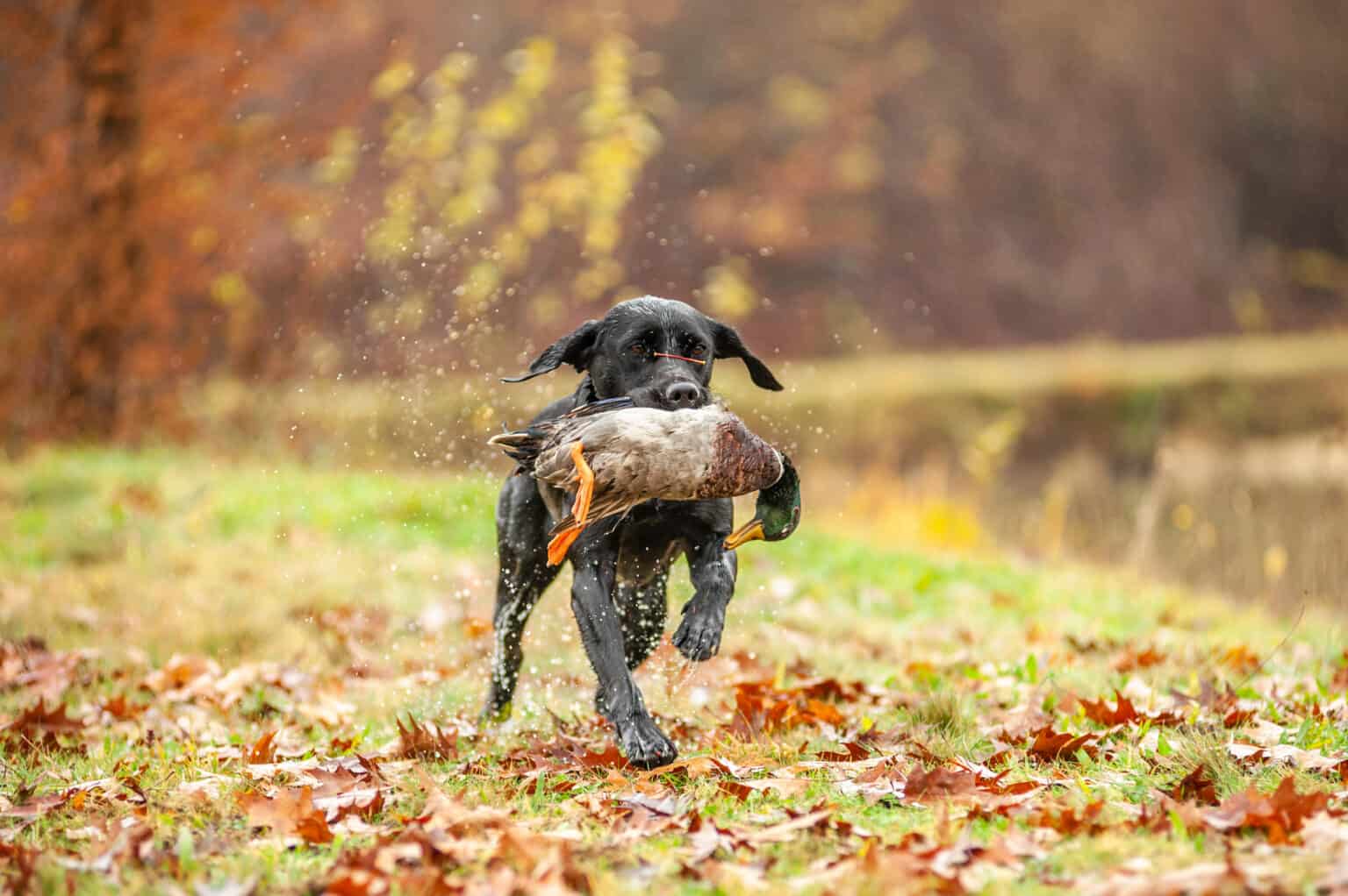 Meet the Athletic and Trainable Dogs of the AKC Sporting Group - A-Z ...