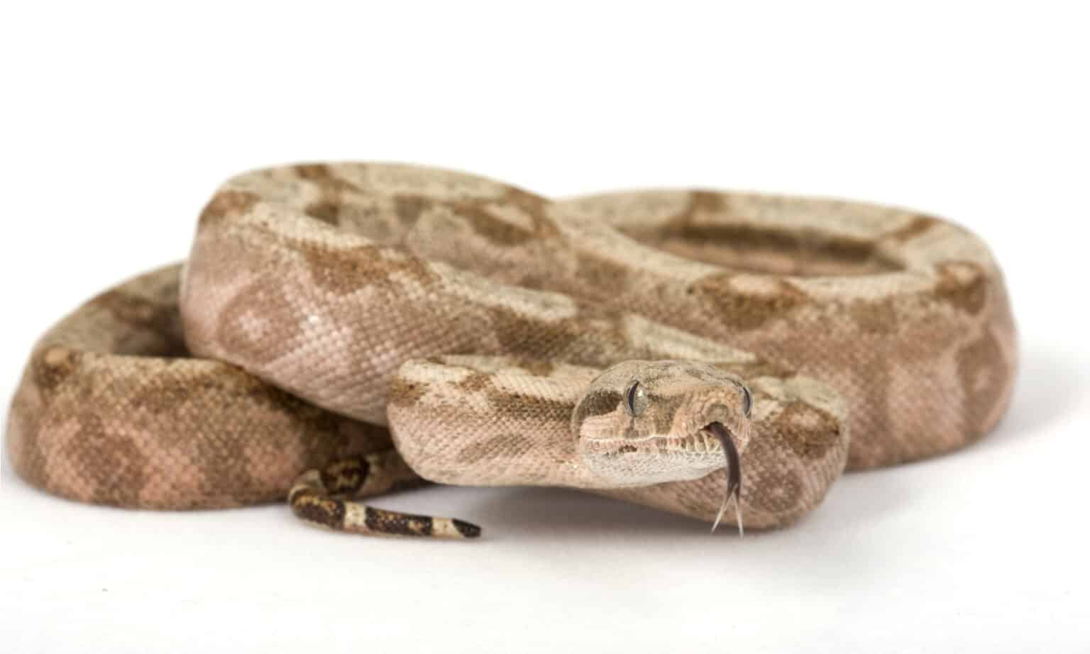 Dwarf Boa Animal Facts - Various - A-Z Animals