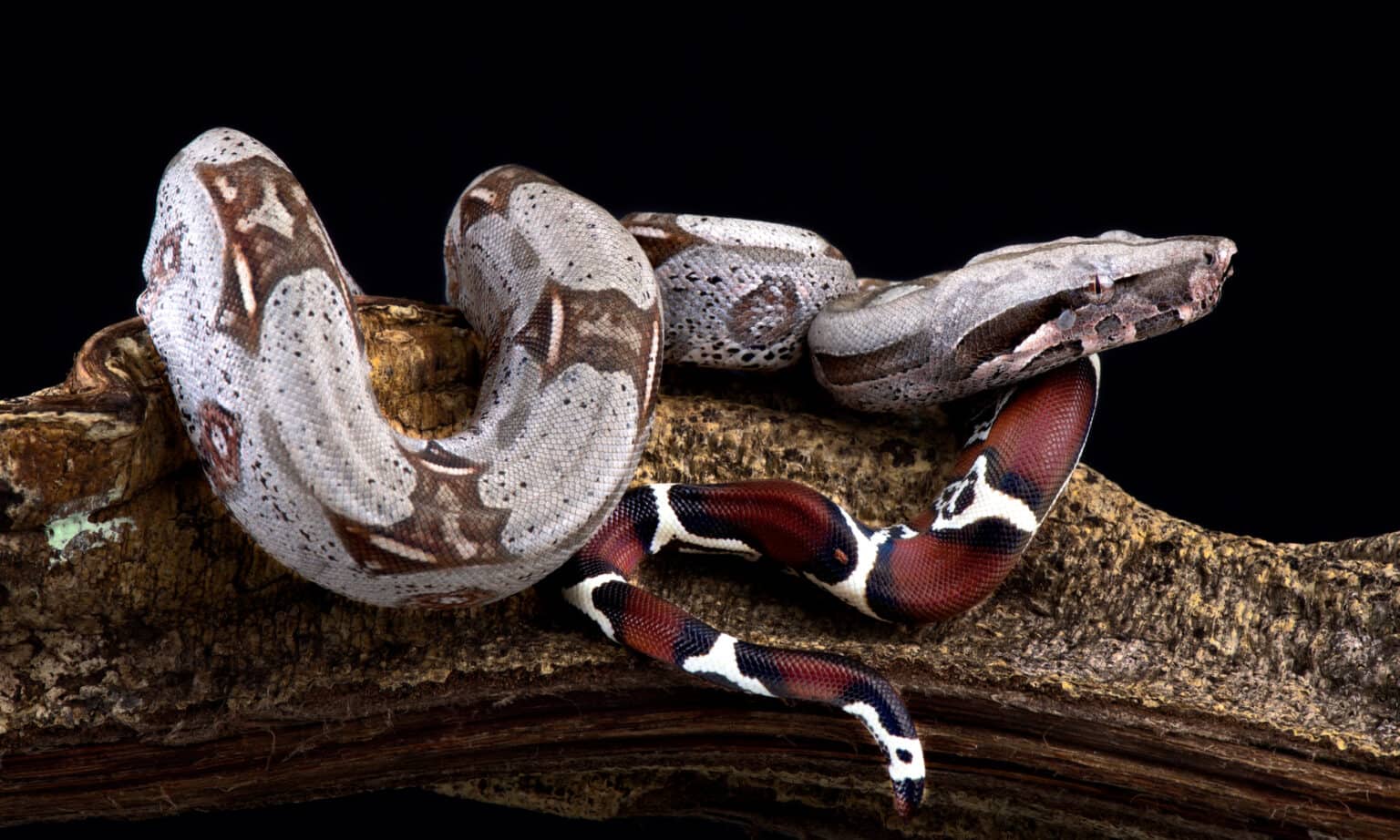 Dwarf Boa Animal Facts - Various - A-Z Animals