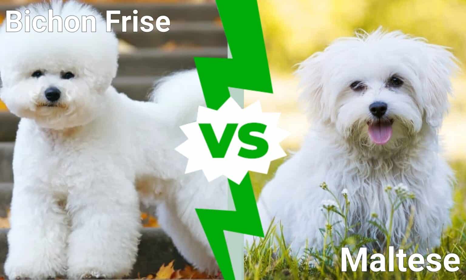 Bichon Frise vs Maltese: What’s the Difference? - A-Z Animals