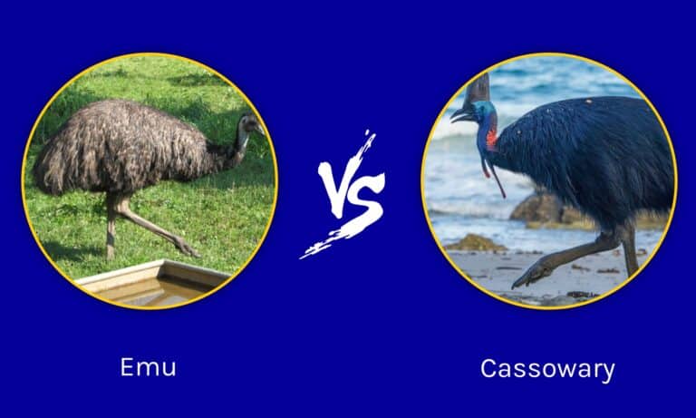 Emu vs Cassowary: The Key Differences - A-Z Animals