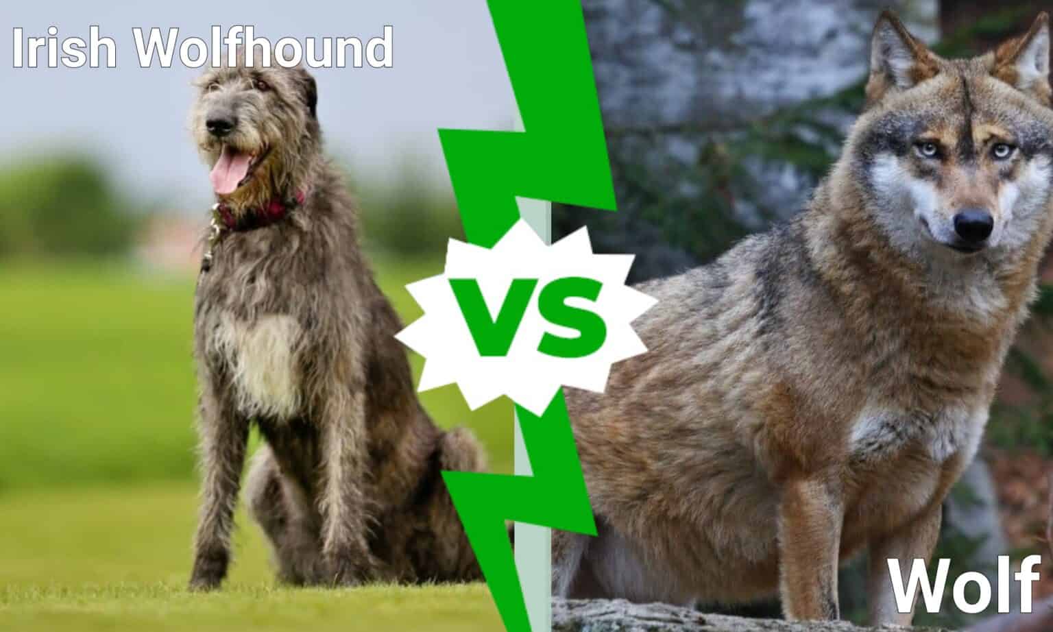 Irish Wolfhound vs Wolf: 5 Key Differences - A-Z Animals