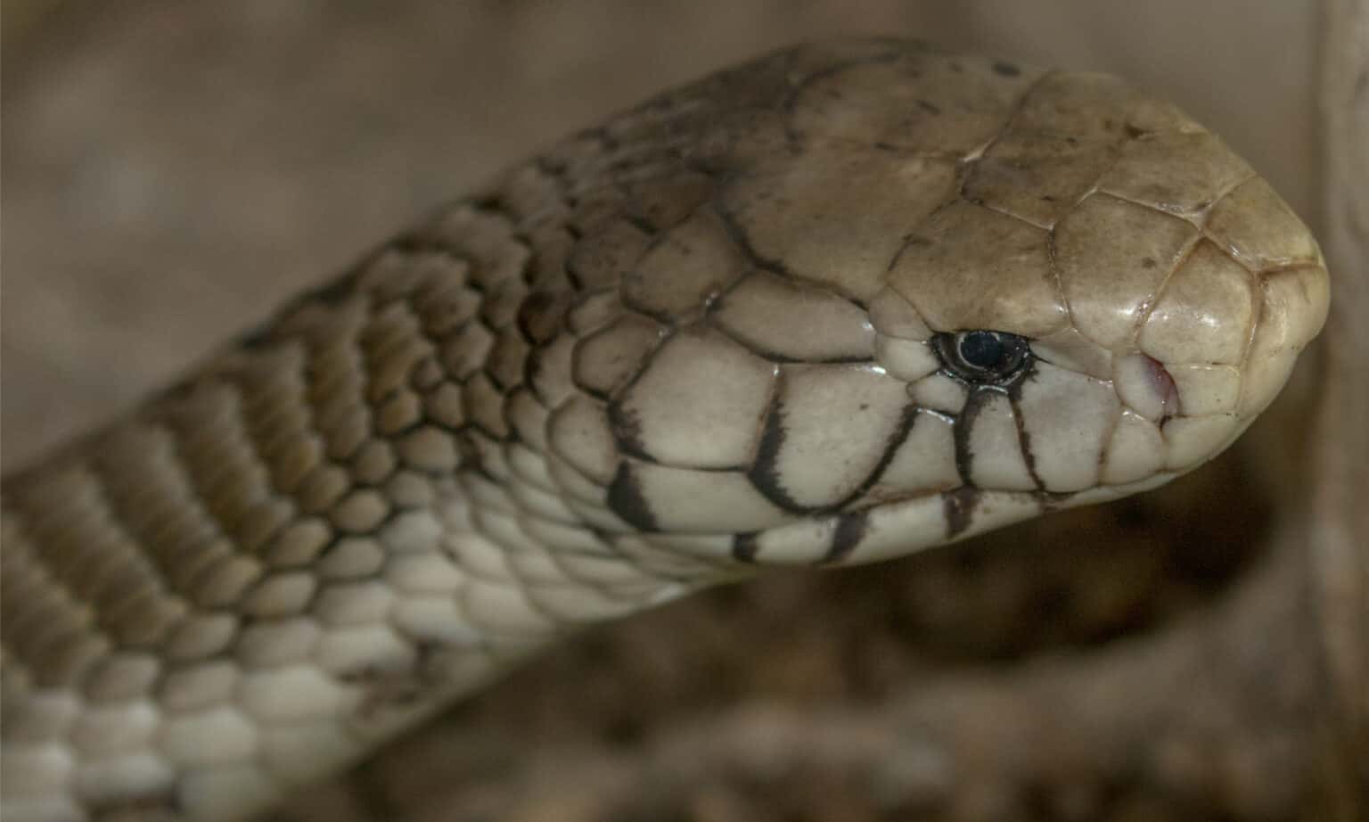 Forest Cobra Animal Facts - Naja melanoleuca - A-Z Animals