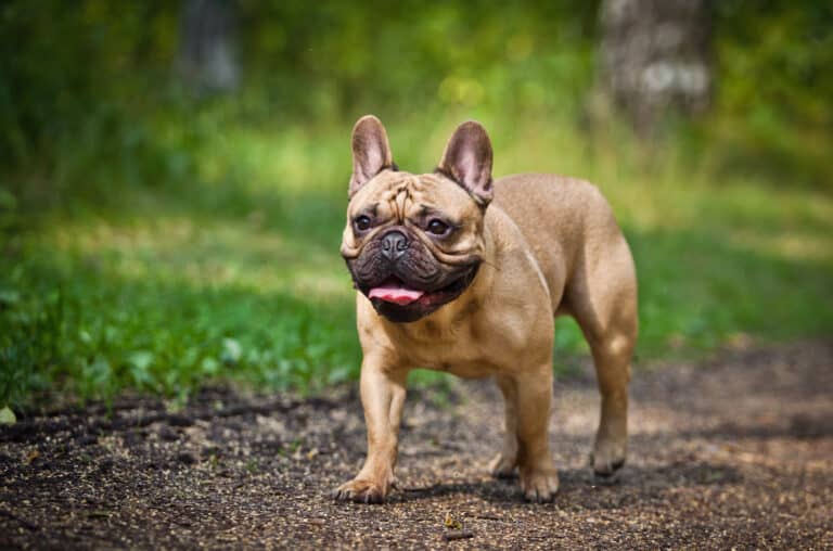 The Top 7 Most Expensive Types Of French Bulldogs in 2024 - A-Z Animals