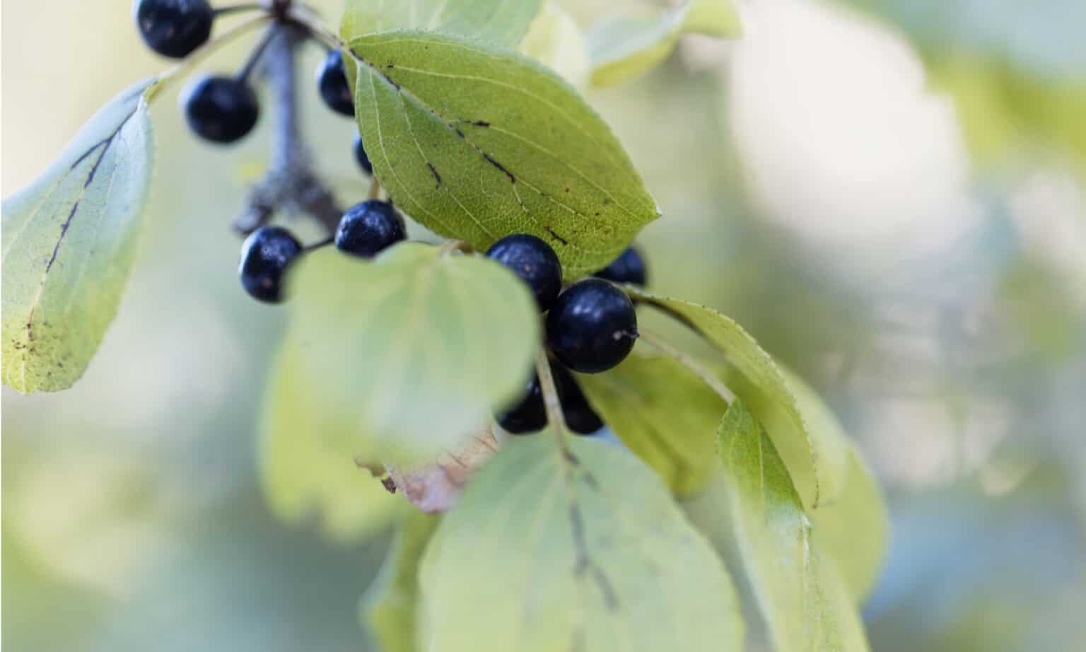 Buckthorn vs. Chokecherry: Key Differences Explained - A-Z Animals