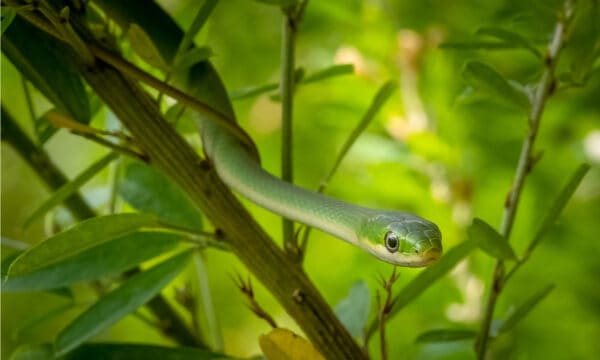 Discover the Largest Green Snake in the World - A-Z Animals