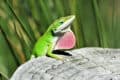 How Do Lizards Mate? - A-Z Animals
