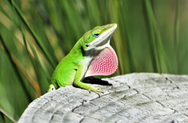 Green Anole Animal Facts - Anolis carolinensis - A-Z Animals
