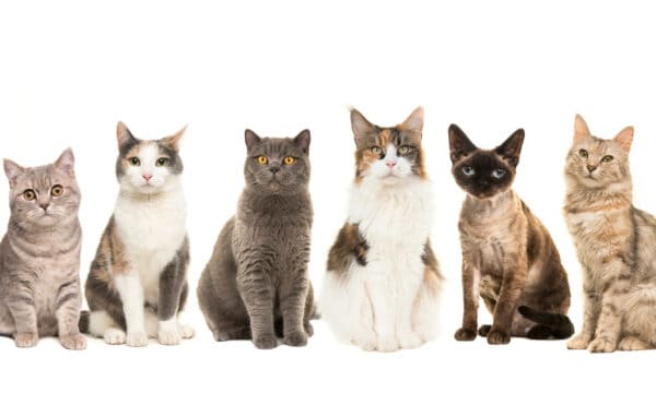 The 10 Best Cat Breeds For Families With Kids - A-Z Animals