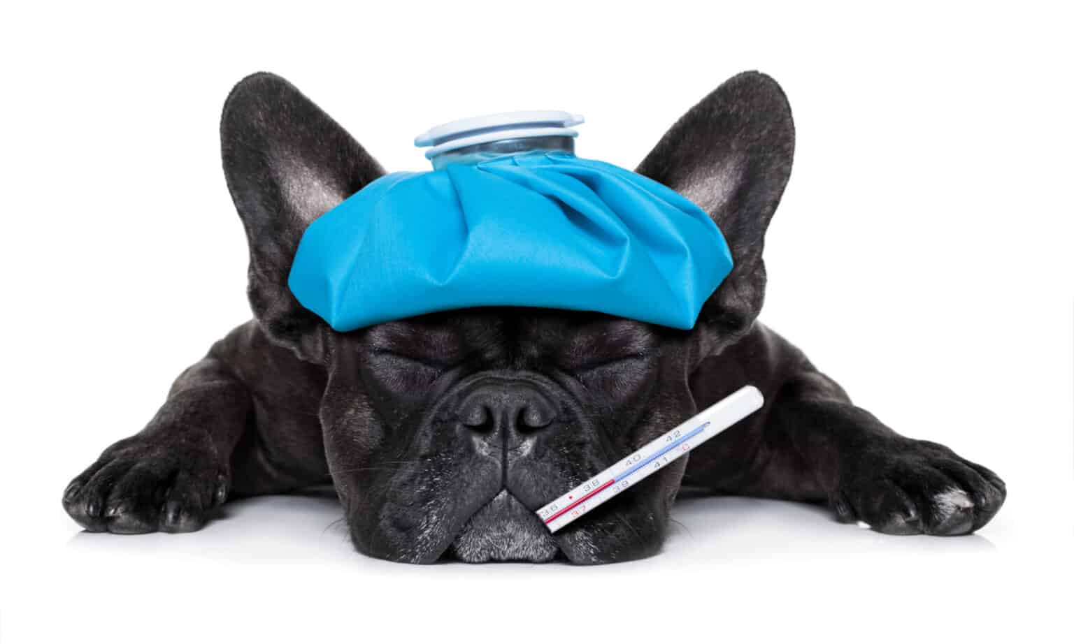Everything you Need to Know About Sepsis in Dogs - A-Z Animals