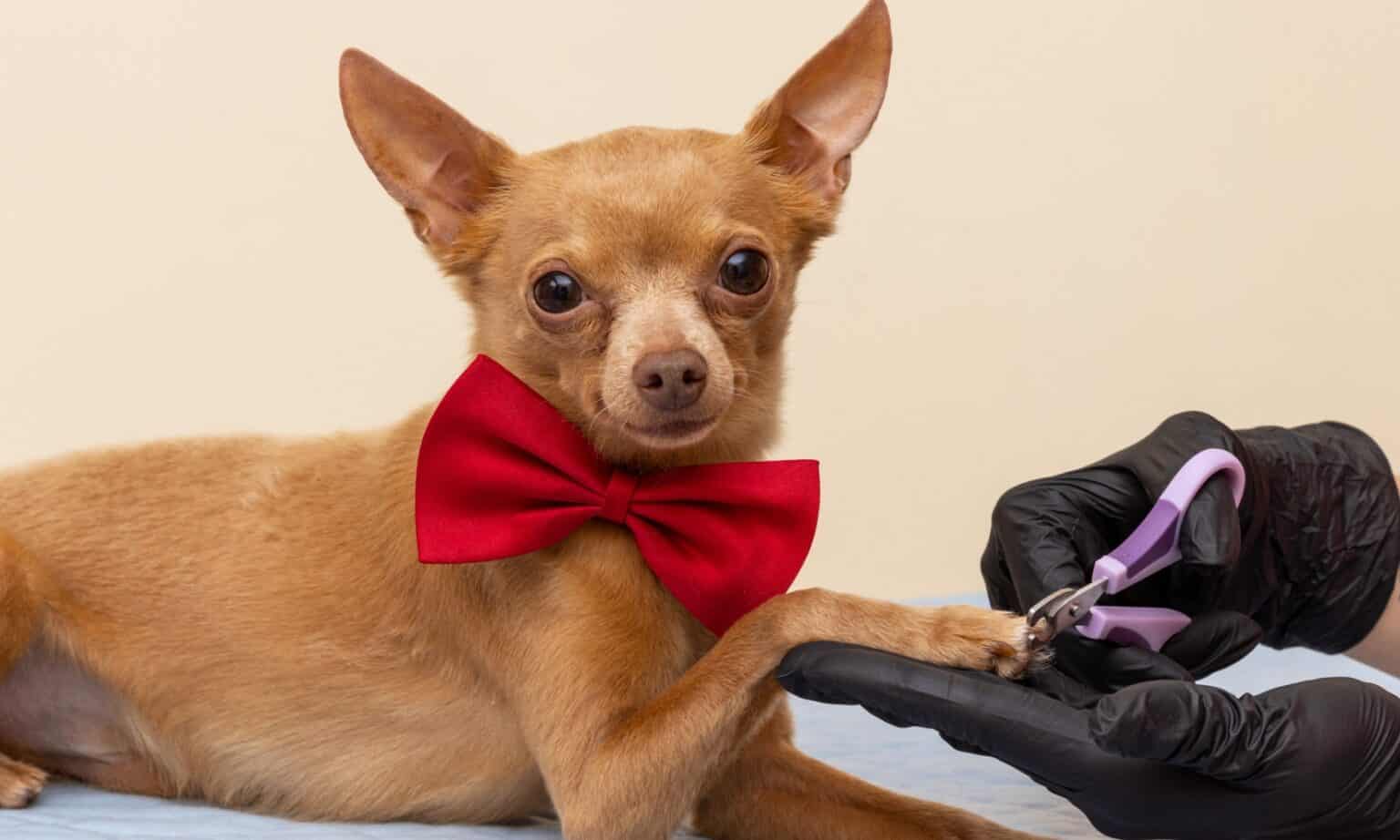 Safely Trim a Dog's Nails Without Getting Bit (Or Causing Harm) - A-Z ...