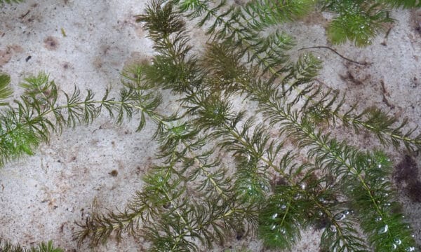 Discover 12 Invasive Species in Louisiana - A-Z Animals