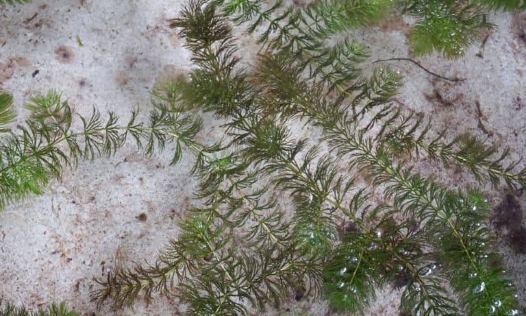 Discover 12 Invasive Species in Louisiana - A-Z Animals
