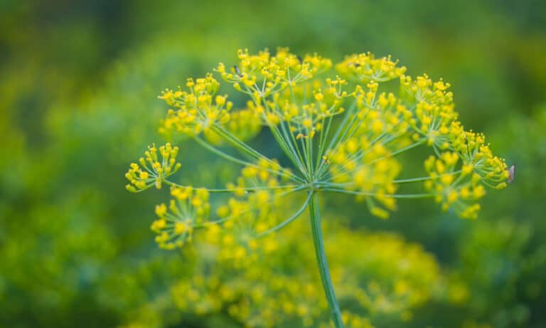 Fennel vs Dill: Is There a Difference? - A-Z Animals