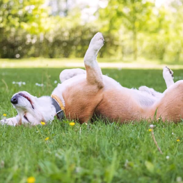 The Best Dog Sunscreen: Reviewed for 2022 - AZ Animals