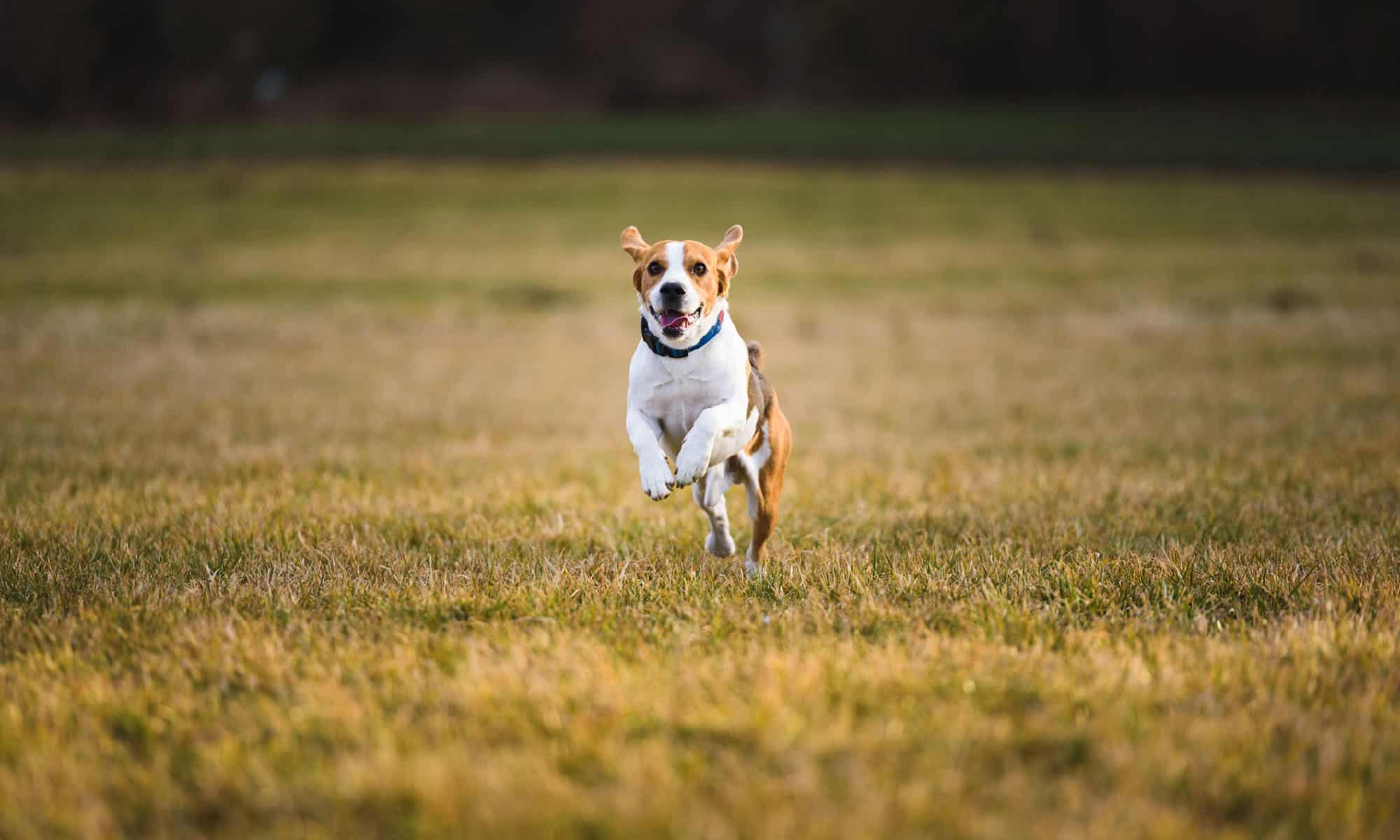 Beagle Quiz: Test What You Know About This Breed! - A-Z Animals