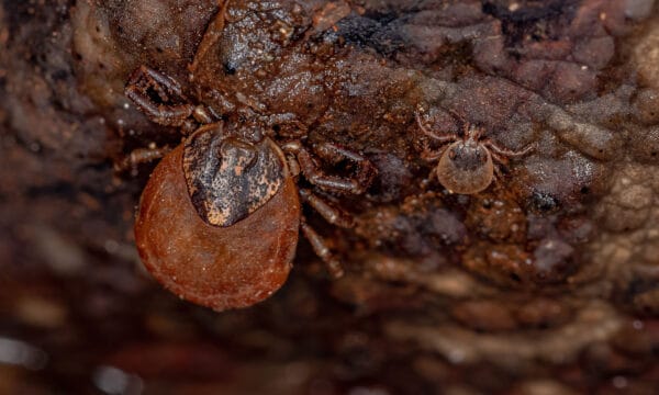 The Complete Guide To All Types Of Ticks - A-Z Animals