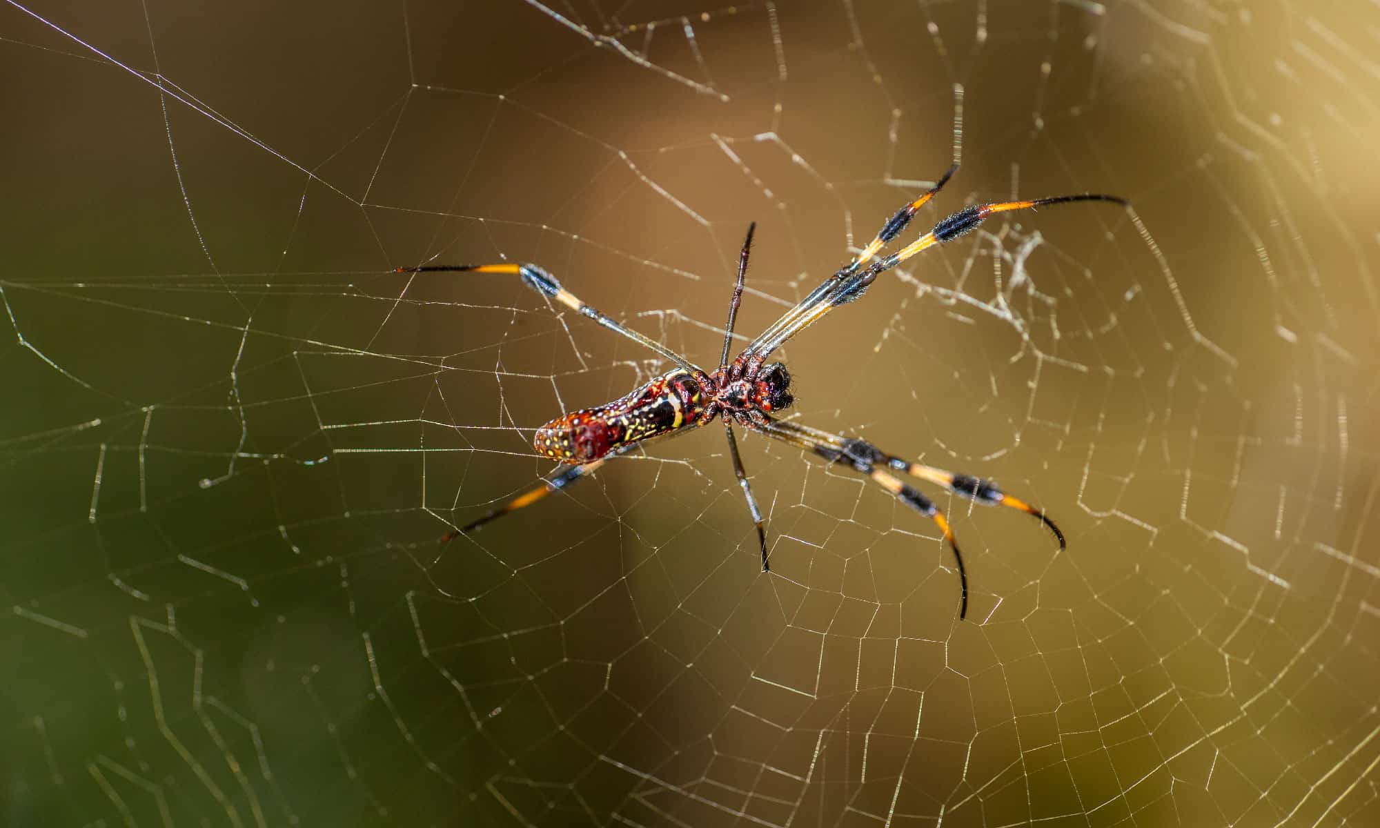 10 Spiders In New Jersey - A-Z Animals