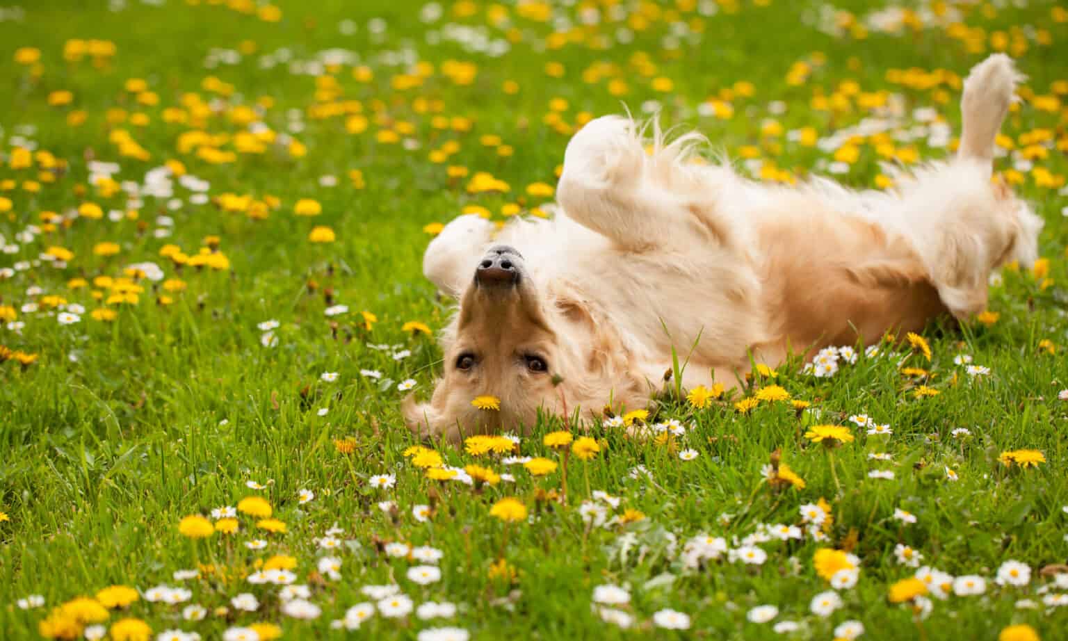 How Smart Are Golden Retrievers? Learn About Their Intelligence