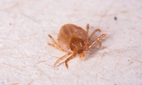 Ticks on Cats? Here's What to do Now - A-Z Animals