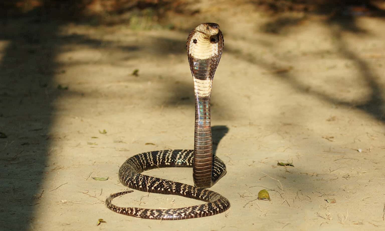 Monocled Cobra Animal Facts - Naja kaouthia - A-Z Animals