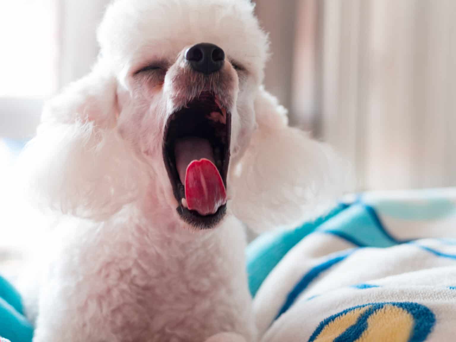 The 7 Top Reasons That Poodles Are the Perfect Guard Dog - A-Z Animals