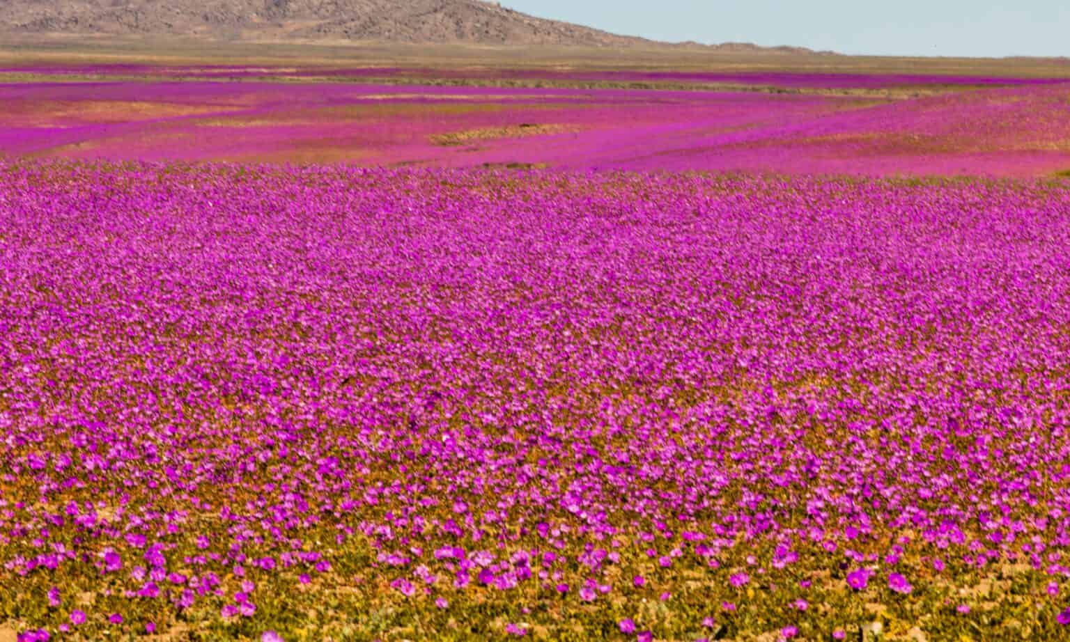 The Atacama Desert - A-Z Animals