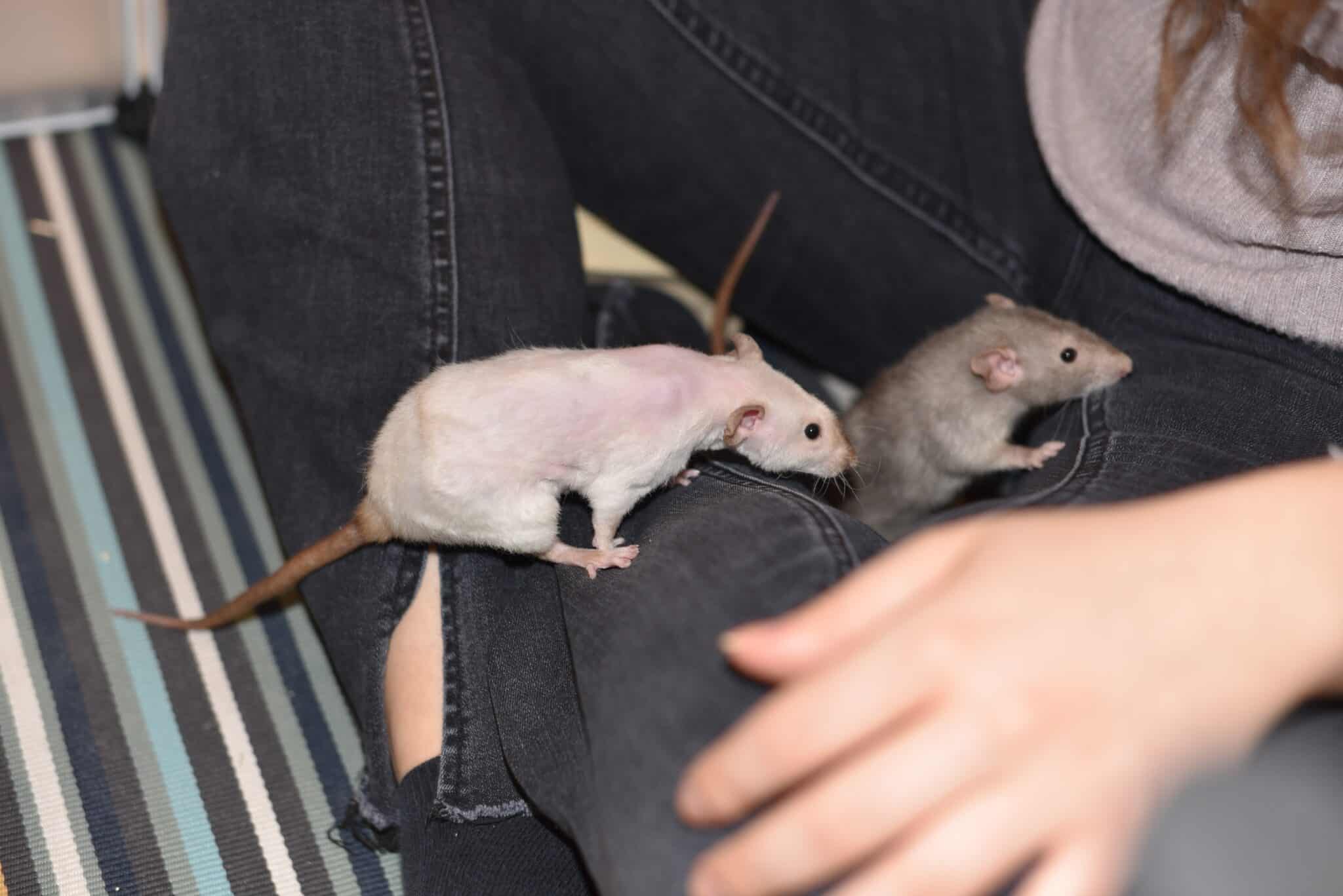 The Complete Guide to Caring for Pet Rats - A-Z Animals