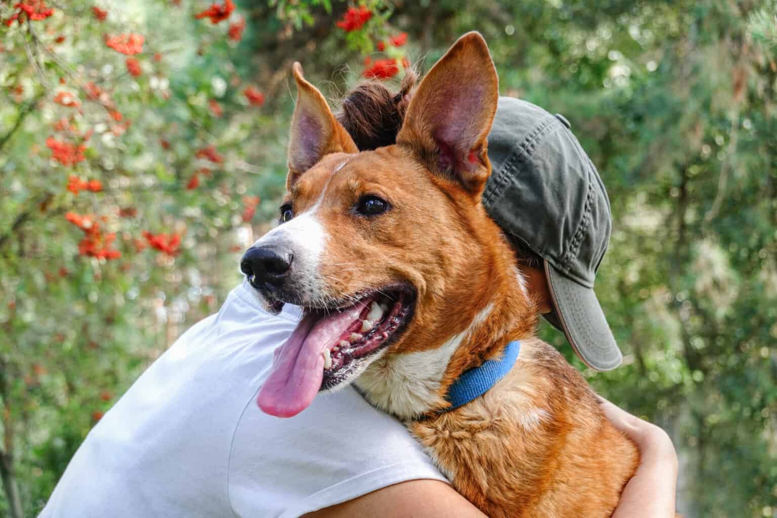 5 Reasons Dogs ‘Smile’ and What They’re Communicating - A-Z Animals