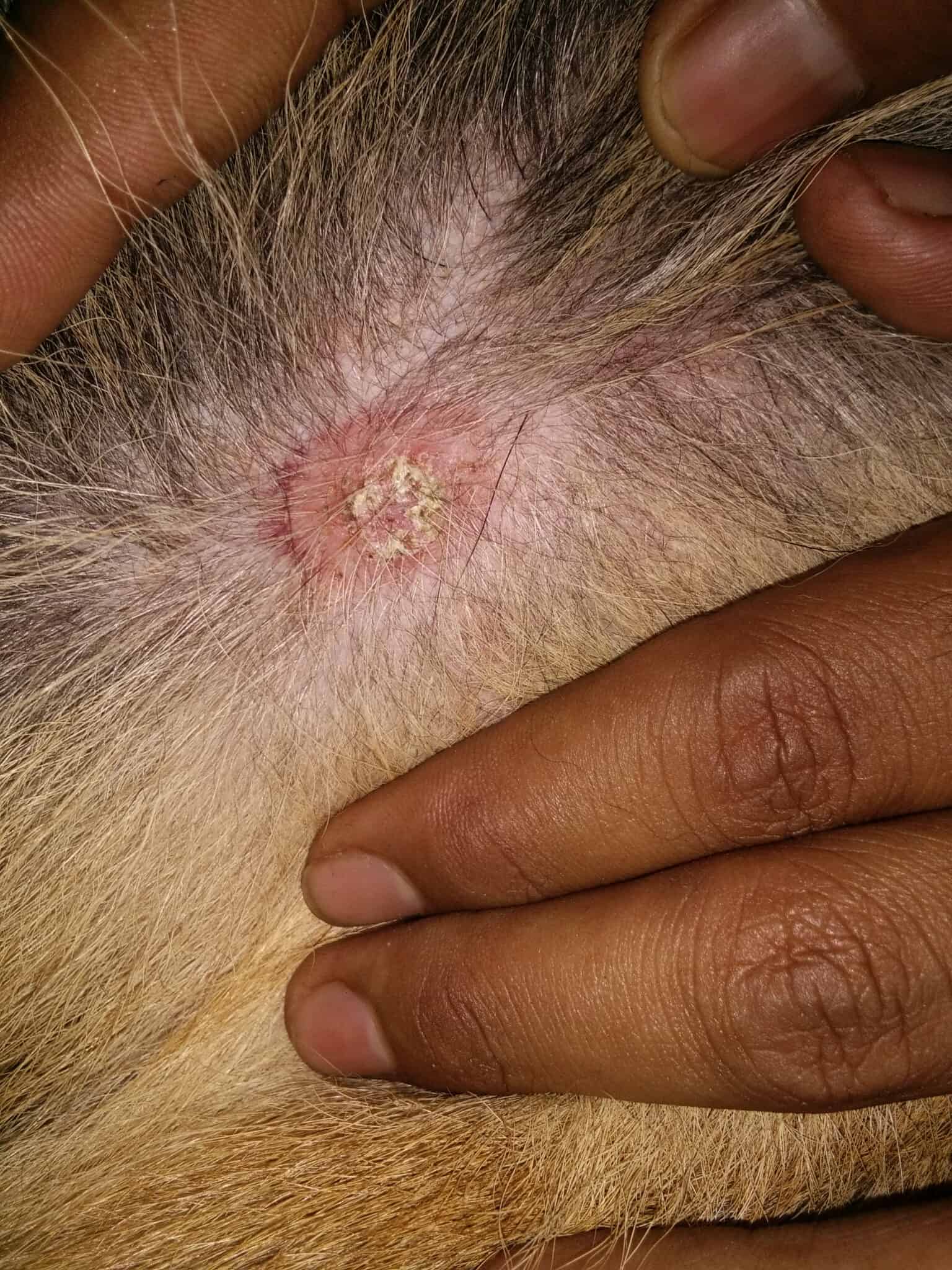 Ringworm In Dogs How To Spot Treat And Prevent A Z Animals Ringworm In Dogs How To Spot Treat And Prevent A Z Animals